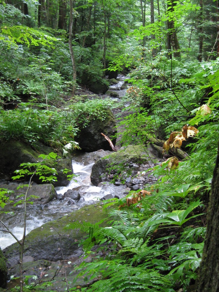 More on Sacred Groves - Green Shinto